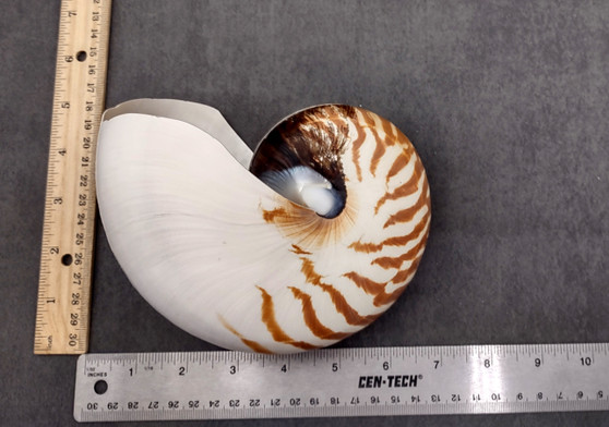 Natural Nautilus Seashell Half Cut Pair Nautilus Pompilius (1 shell ...