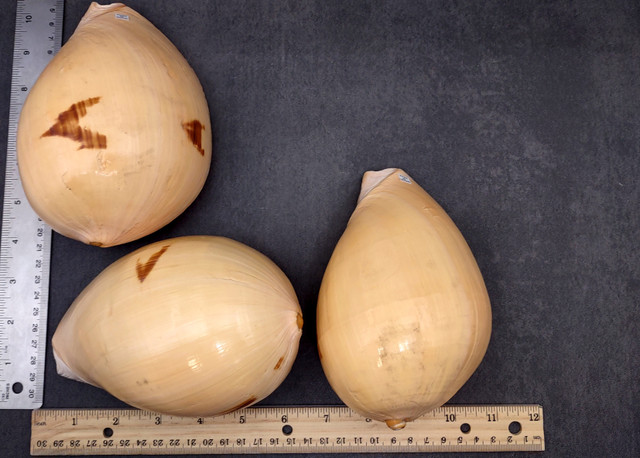 Large Indian Melo Volute Seashell Voluta Melo (1 shell approx. 5 ...