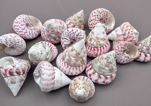 Strawberry Trochus Seashells Red White Rochia Conus (4 shells approx. 1 ...
