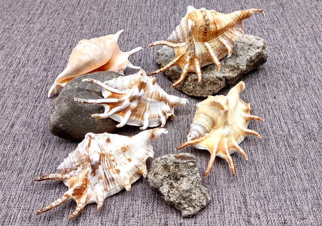 Spider Conch Seashell Lambis Lambis (1 shell approx. 4+ inches) Conch ...