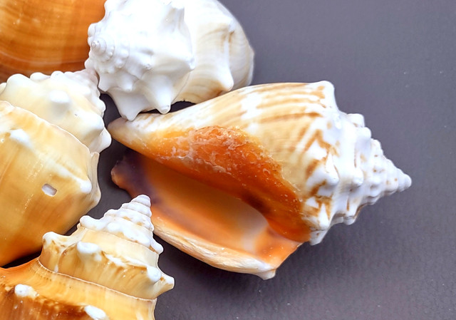 Florida Fighting Conch Seashell Strombus Pugilus (2 shells approx. 2 ...