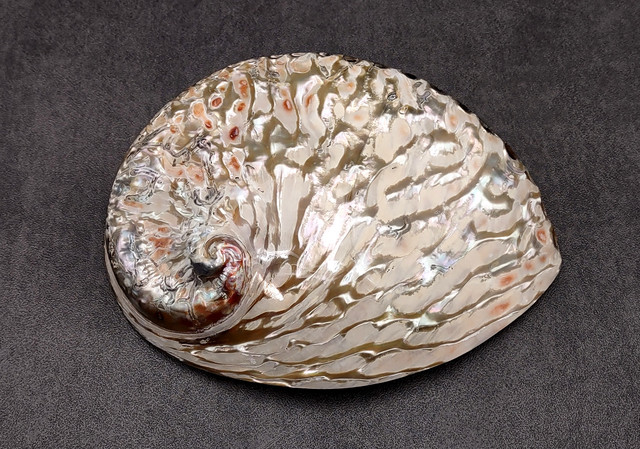 Beautiful Abalone Sea Shells For Sale - SeaShellSupply.com