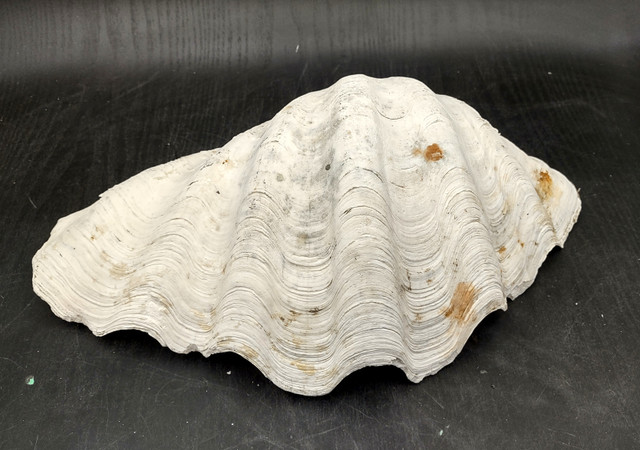 clam shells for sale - seashellsupply.com