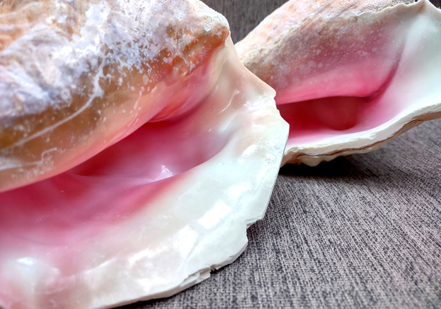 So What Exactly Lives Inside A Conch Shell? - Sea Shell Supply