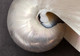 Pearlized Nautilus Seashell Polished Nautilus Pompilius (1 shell approx ...