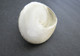 Elongated Troca Seashell - Trochus maculatus - (1 shell, approx. 2-3 ...