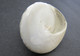Elongated Troca Seashell Trochus Maculatus (1 shell, approx. 2-3 inches)