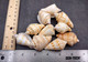 Margined Conch Seashells Tan Strombus Marginatus (10 shells approx. 1.5 ...