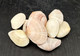 Sunrise Tellin Clam Seashells Tellina Radiata (10 shell pairs approx. 1 ...