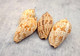 Brown Lined Volute Seashells Harpulina Lapponica (4 shells approx. 2 ...