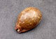Ancient Map Cowrie Seashell - Cypraea Mappa - (1 shell approx. 2.5-3.5")