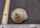 Pearlized Wavy Turban Seashell Astraea Turbanicum (1 shell approx. 4 ...