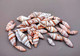 Assorted Miter Seashell Mix Orange Brown Striped (approx. third cup ...
