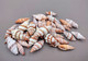 Assorted Miter Seashell Mix Orange Brown Striped (approx. third cup ...