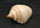 Noble Volute Seashell Banded Polished Voluta Nobilis (1 shell approx. 5 ...