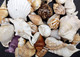 Large Seashell Assorted Ocean Bulk Mix (approx. 1 kilogram 1-3+ inches ...