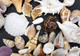 Large Seashell Assorted Ocean Bulk Mix (approx. 1 kilogram 1-3+ inches ...