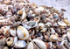 Extra Small Seashell Assorted Ocean Mix (approx. 1 kilogram 0.50 ...