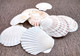 Irish Deep Baking Scallop Seashells Pecten Yessoensis (4 shells approx ...