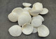 Coco Clam Seashells (20 shells approx. 1.5+ inches) Clam shell great ...