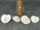 Heart Cockle Seashells White True Heart Corculum Cardissa (5 shells ...