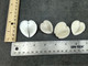 Heart Cockle Seashells True Heart Corculum Cardissa (5 shells approx. 1 ...