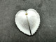 Heart Cockle Seashells White True Heart Corculum Cardissa (5 shells ...