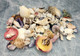 How to Start Your Own Seashell Collection: A Beginner's Guide - Sea ...