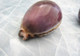 Did You Know Cowrie Shells Were Used as Currency Around the World ...