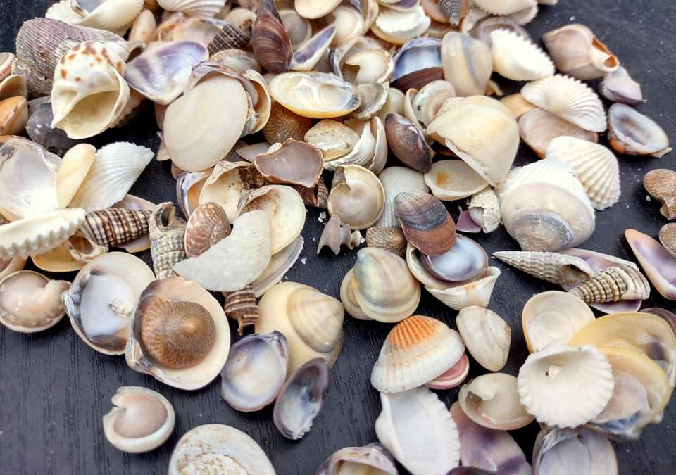 Extra Small Seashell Assorted Ocean Mix (approx. 1 cup 65+ shells 0.50 ...