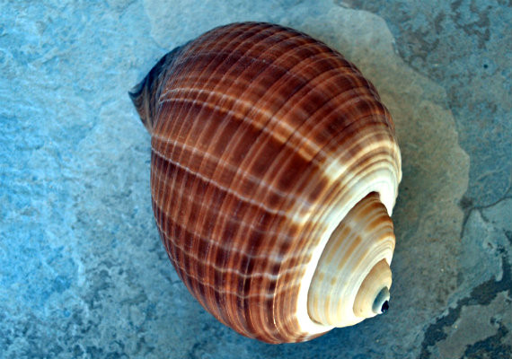 Spotted Tun Seashell (4-5") - Tonna Tessalata