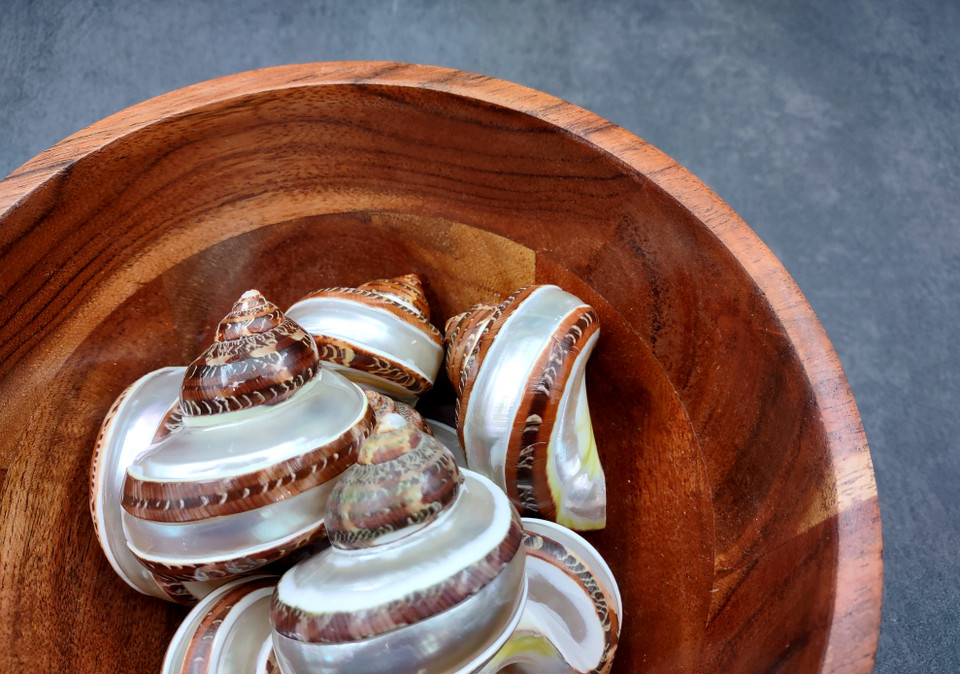 Banded Tapestry Turbo Seashells Turbo Petholatus (2 shells approx. 2 ...