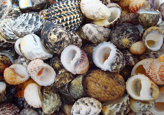 /seashell-assortment/