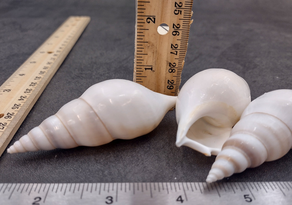 Delicate Tibia Seashell White Tibia Delicatula (3 shells approx. 3 ...