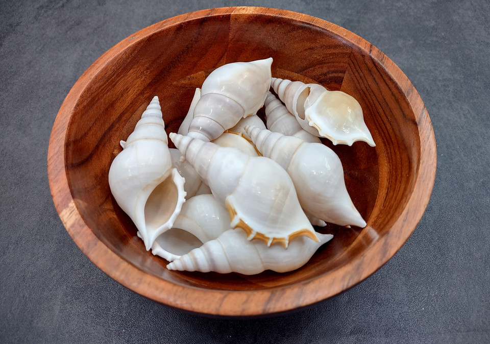 Delicate Tibia Seashell White Tibia Delicatula (3 shells approx. 3+ inches) White Delicate Tibia ...