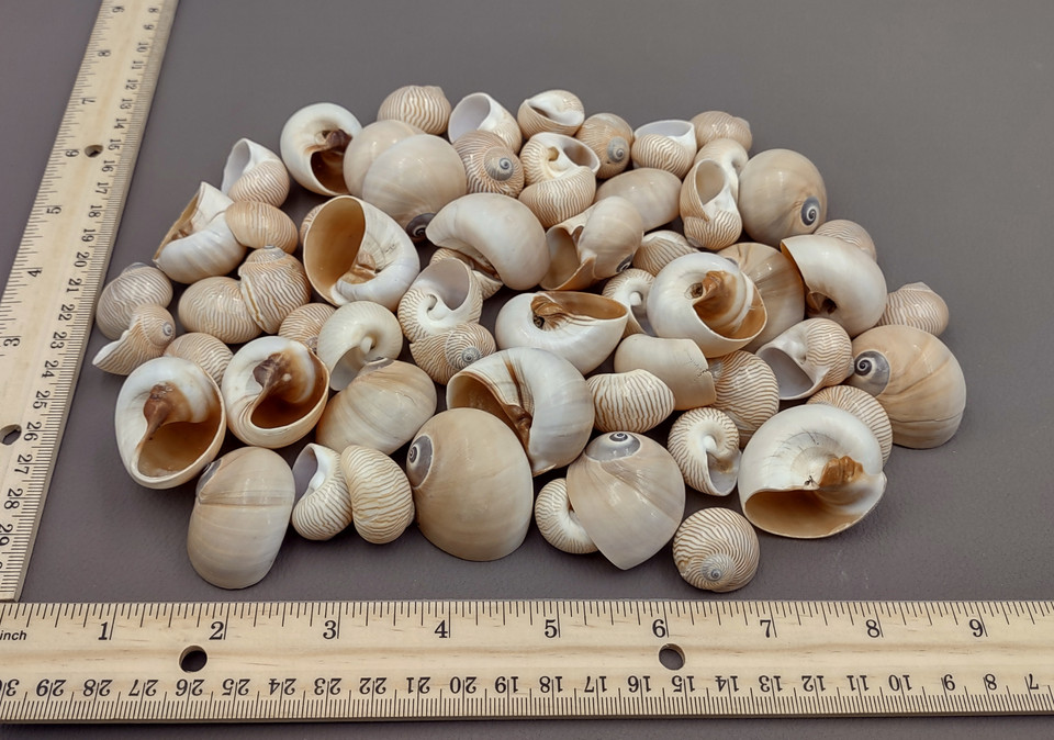 Whale Eye Moon Seashells Polinices Didyma (10 shells approx. 1+ inches ...