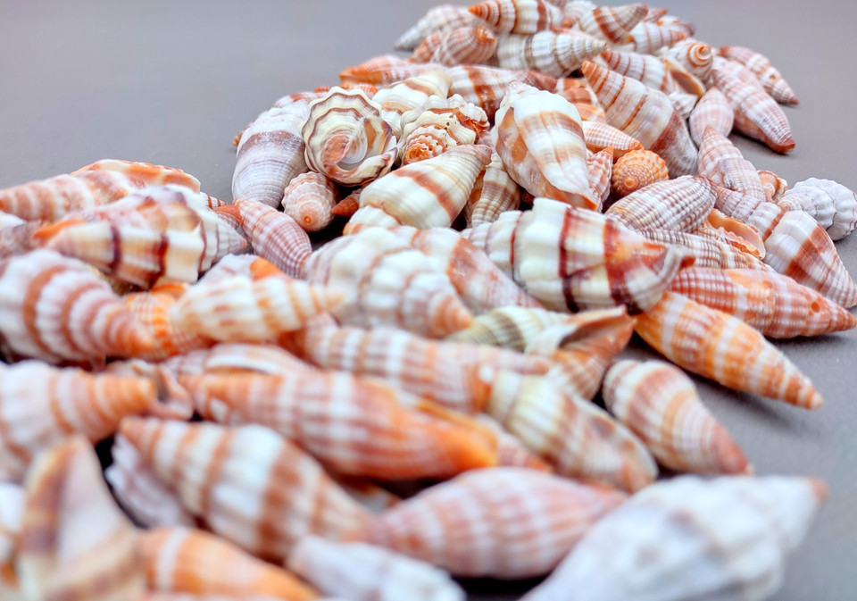 Assorted Miter Seashell Mix Orange Brown Striped (approx. third cup ...