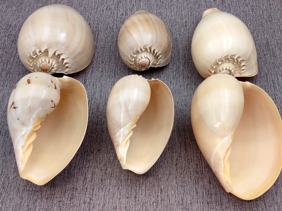 Polished Crowned Baler Seashell Voluta Diadema (1 shell 6+ inches ...