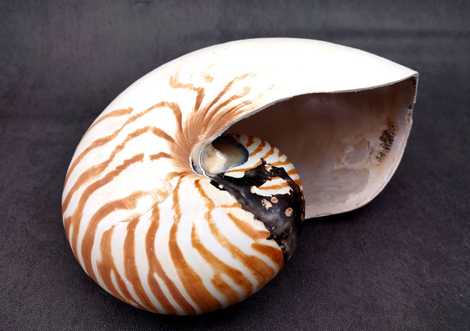 Natural Nautilus Seashell Nautilus Pompilius (1 shell approx. 6+ inches ...