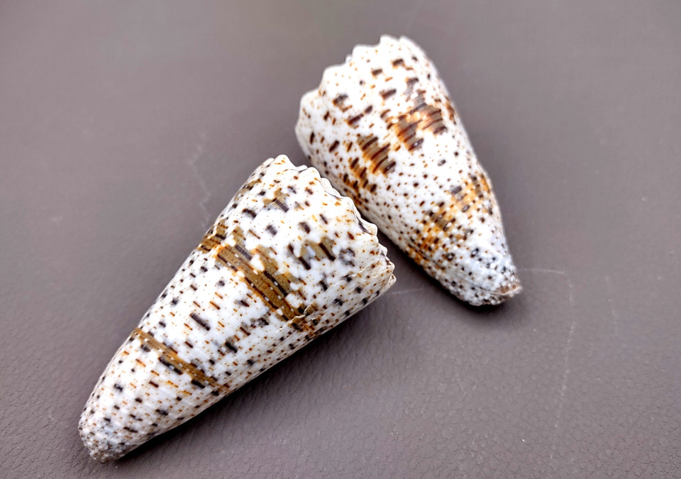 Cone Shells of Many Designs and Sizes - seashellsupply.com