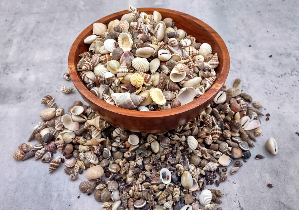 Extra Small Seashell Assorted Ocean Mix (approx. 1 kilogram 0.50 ...