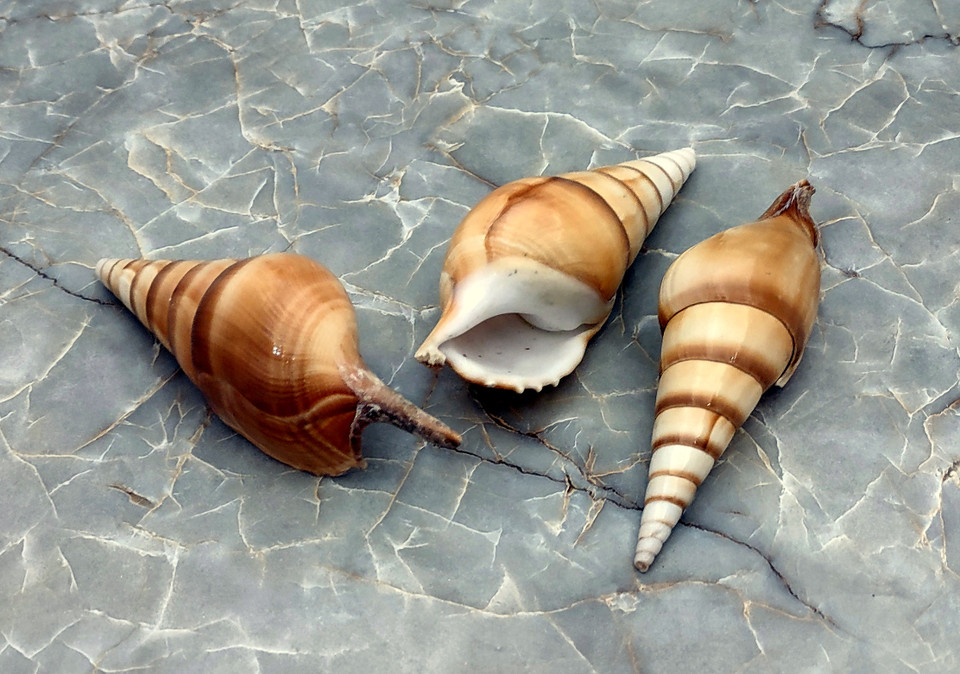 Arabian Tibia Curta Conch Seashell Tibia Insulaechorab (3 shells approx ...