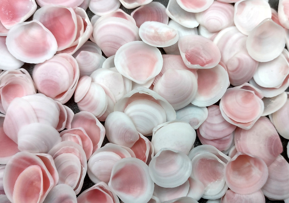 Rose Petal Tellin Seashell Halves Pink Eurytellina Lineata (approx. 20 ...