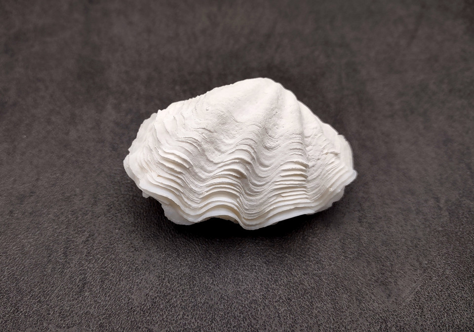 clam shells for sale - seashellsupply.com