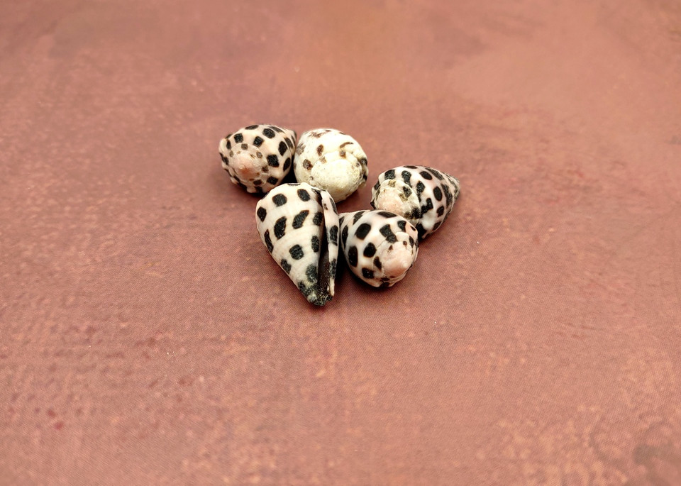 Extra Small Hebrew Cone Seashells Conus Ebraeus (5 shells approx. 0.25 ...