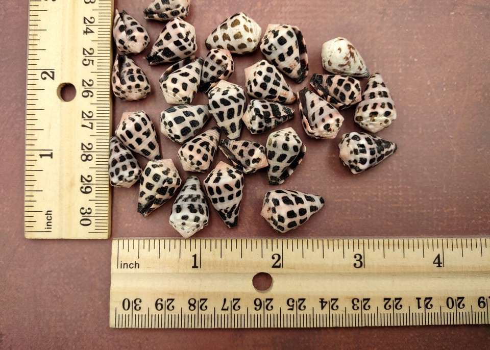 Extra Small Hebrew Cone Seashells Conus Ebraeus (5 shells approx. 0.25 ...