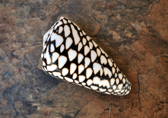 cone seashells - seashellsupply.com