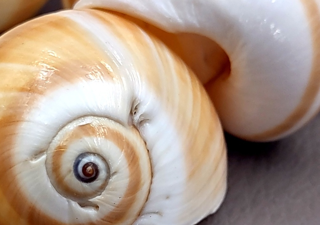 shark eye shell