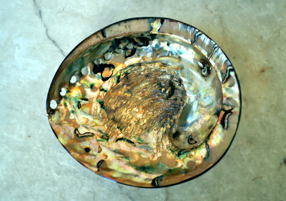 Polished Copper Midas Abalone Seashell (5-6") - Haliotis Midae