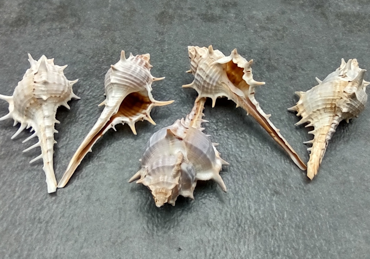 Murex Ternispina Seashells - (5 shells 2-3 inches)